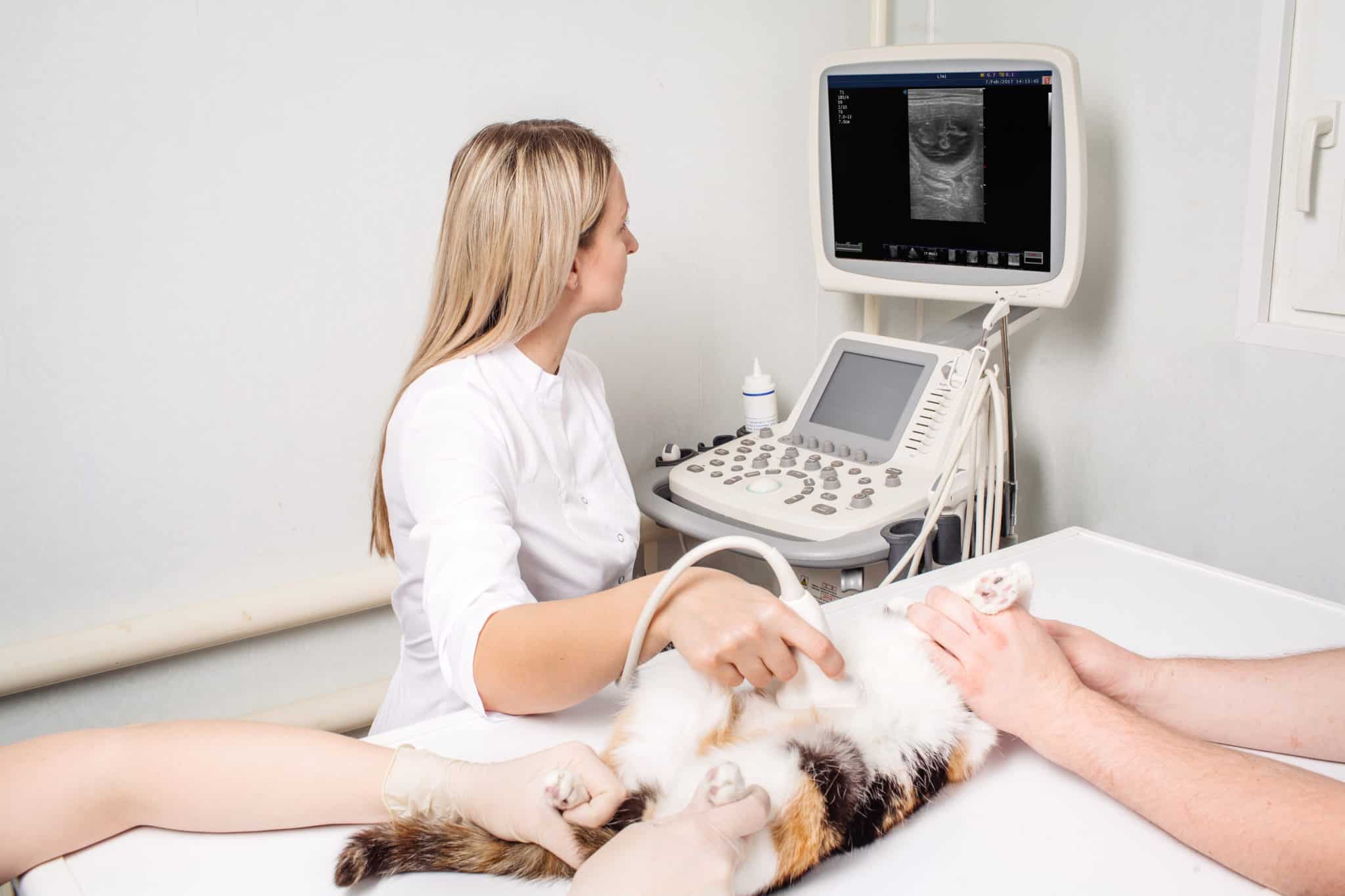 How To Prep a Cat or Dog for Veterinary Ultrasound - Choice Medical ...