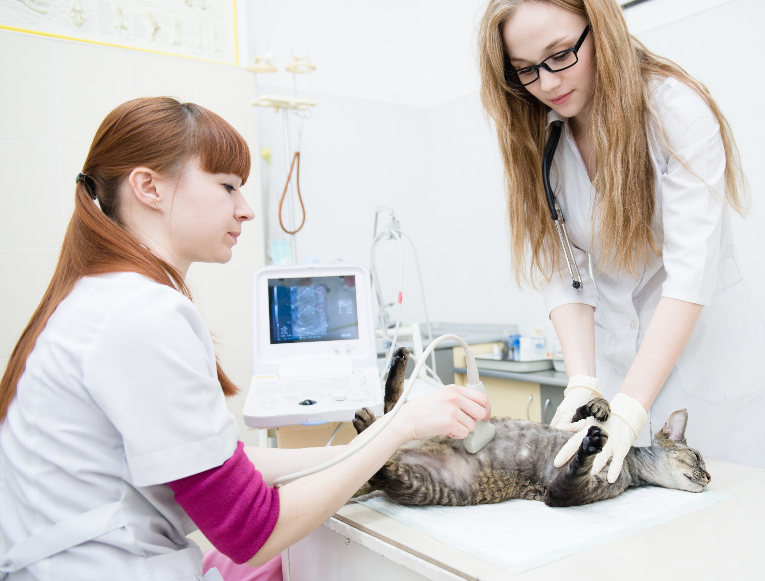 Ultrasound-Guided Procedures in Veterinary Medicine: Improving Accuracy ...